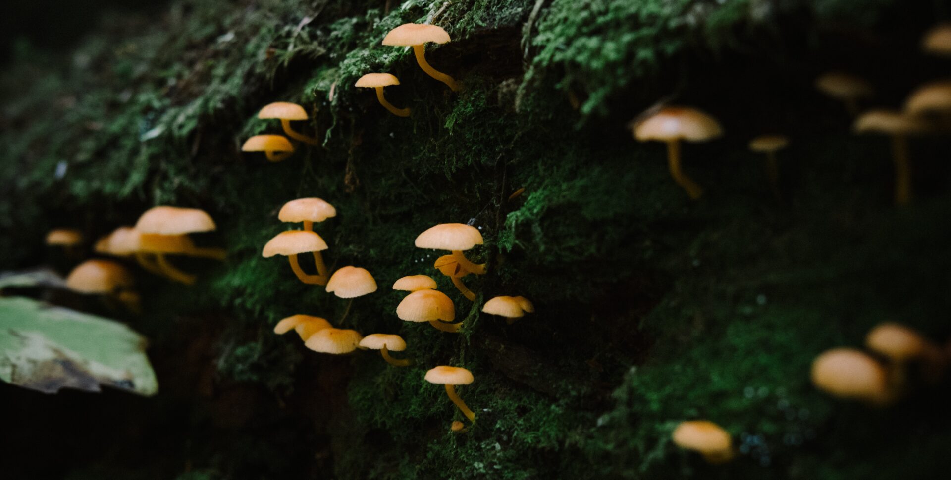 ¿Dónde Crecen los Hongos Mágicos? | El Planteo